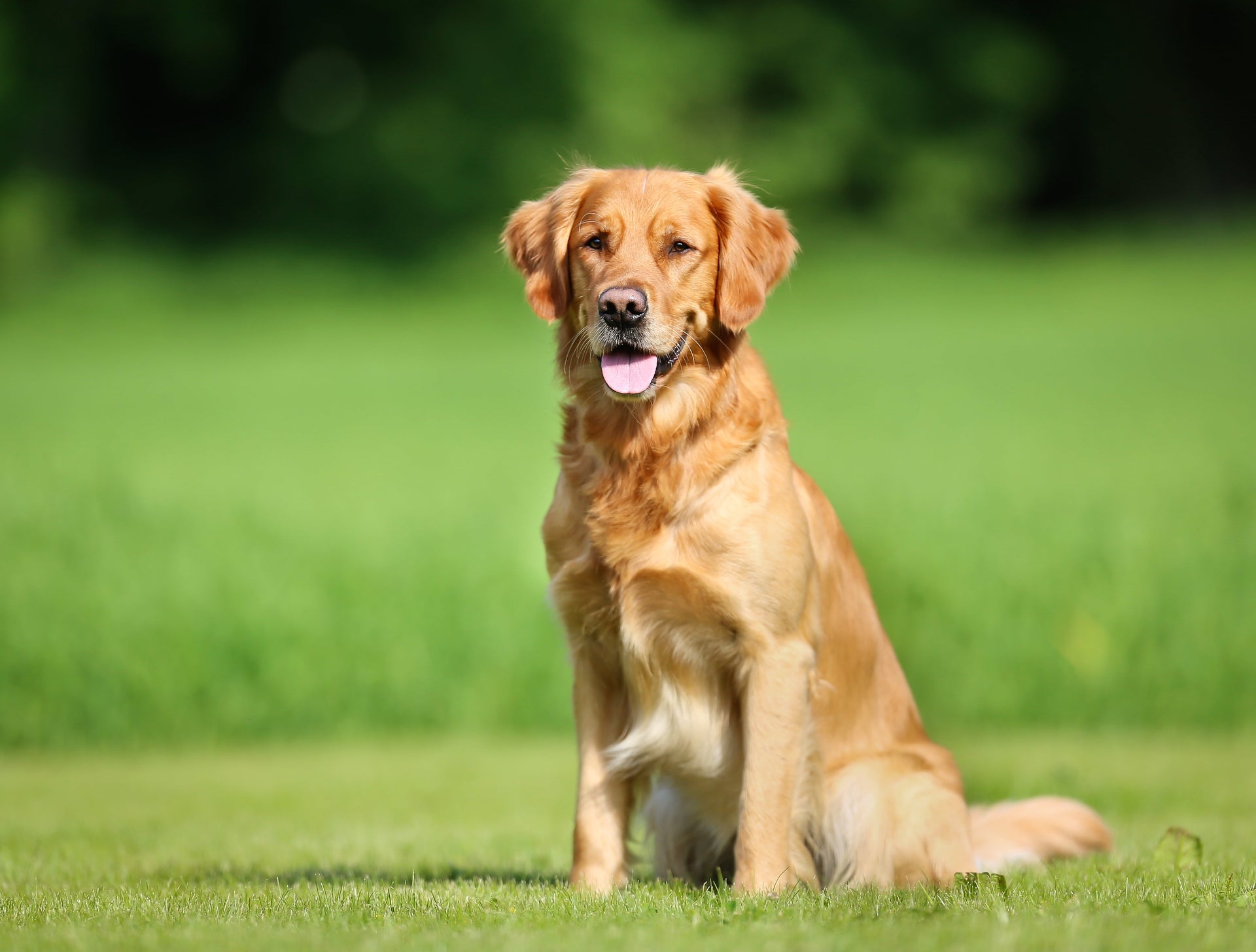 Golden Retriever : tout savoir sur la race de chien | Animo etc.