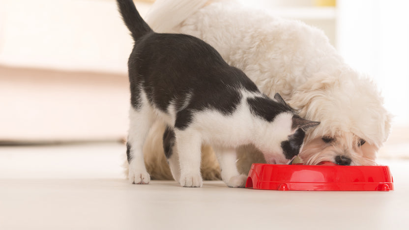 Animo Etc – Animo Etc.